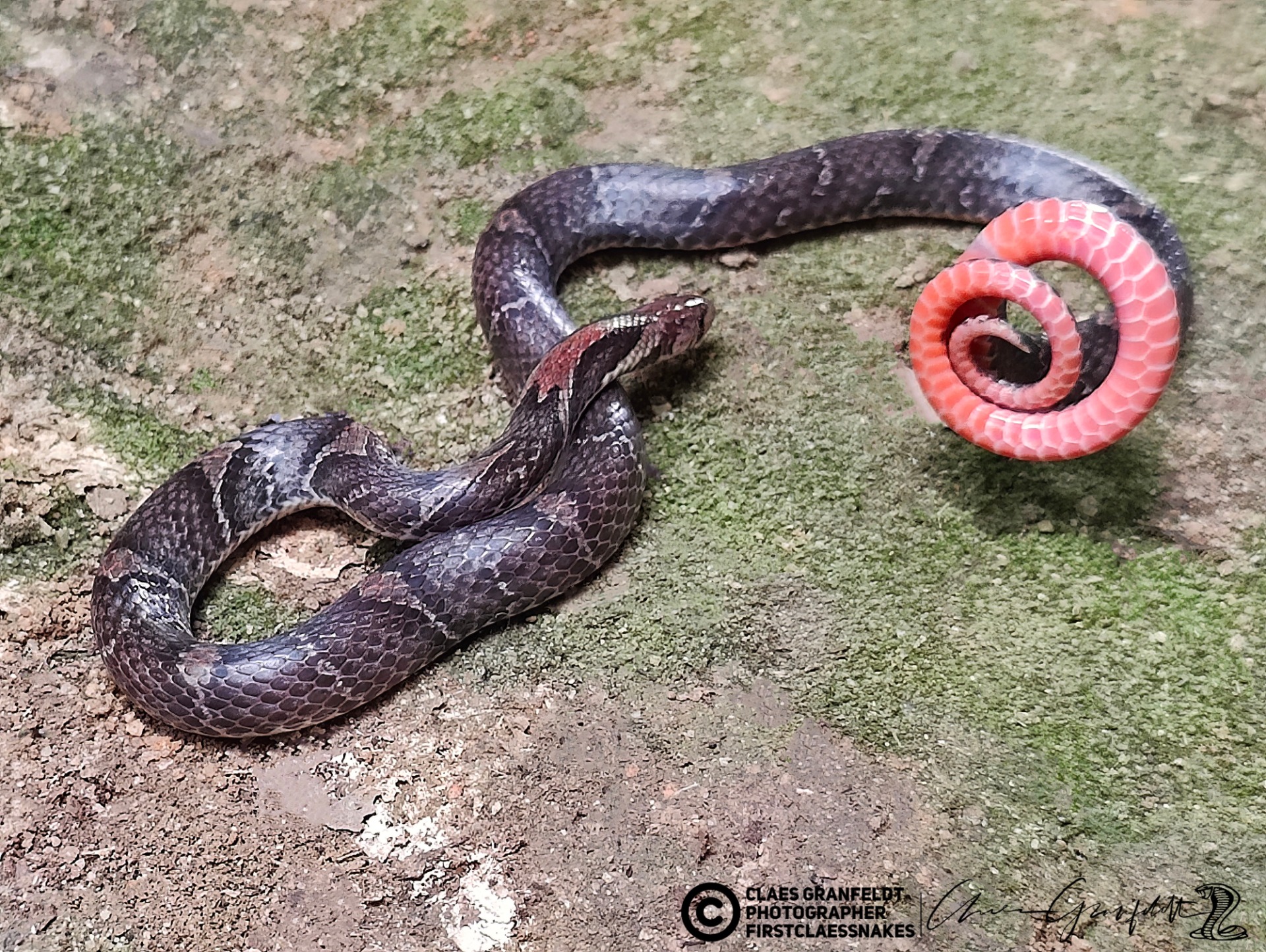 Barred Kukri Snake :: FirstClaesSnakes